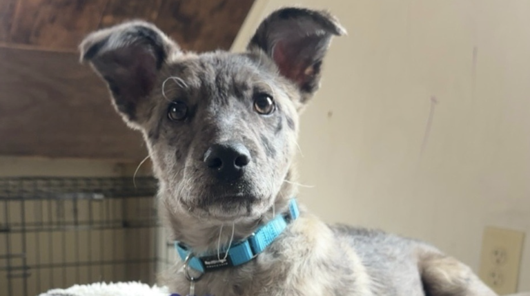 Meet Jane: The effortlessly kind gentle soul in a litter of lively pups