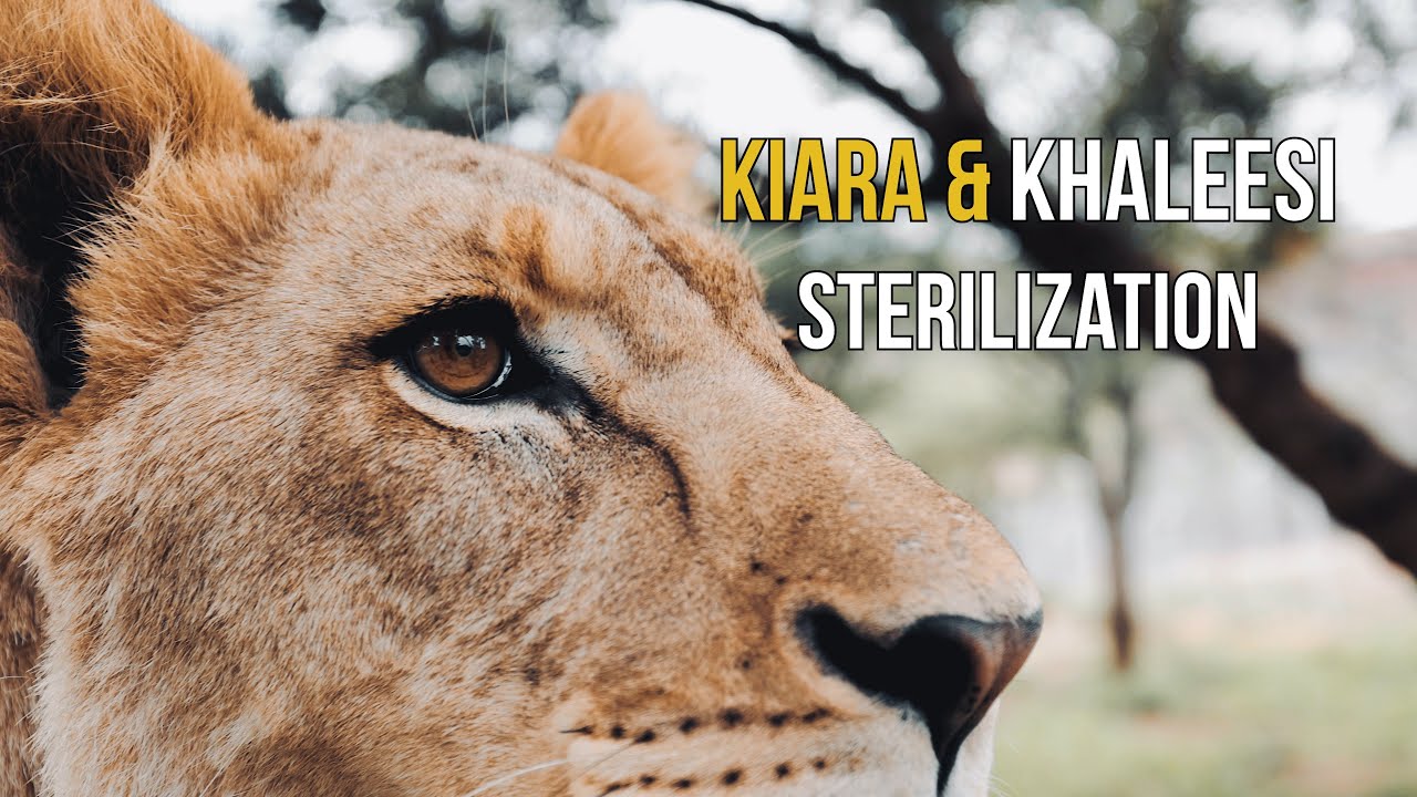 I witnessed an incredible transformation 🦁