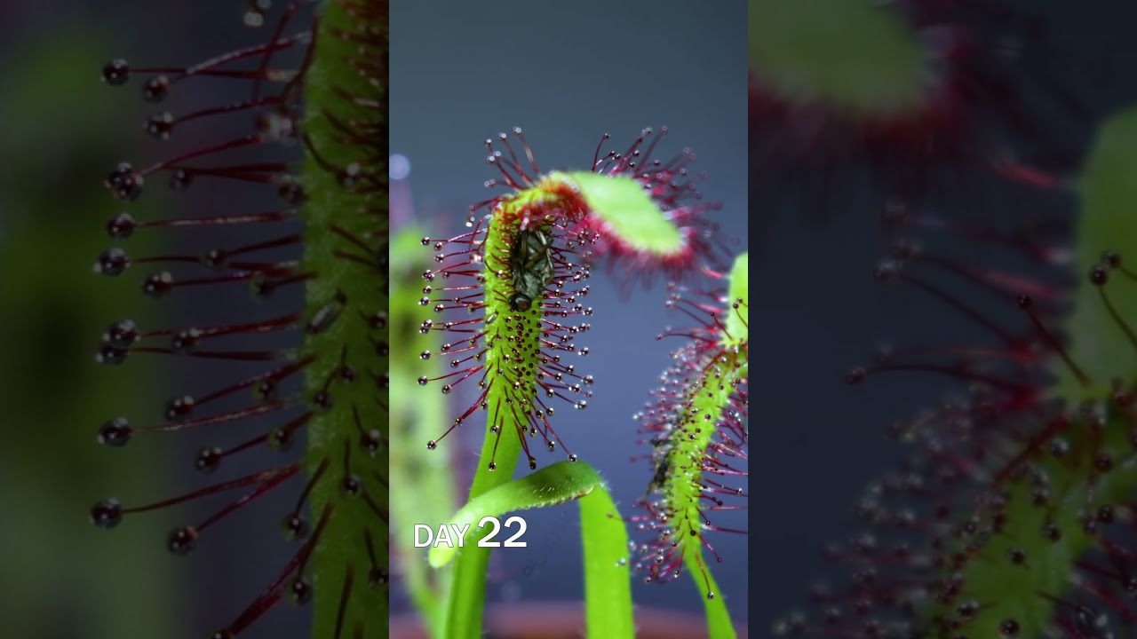 Sundew eating fly time-lapse + freesia bulb sprouting time-lapse