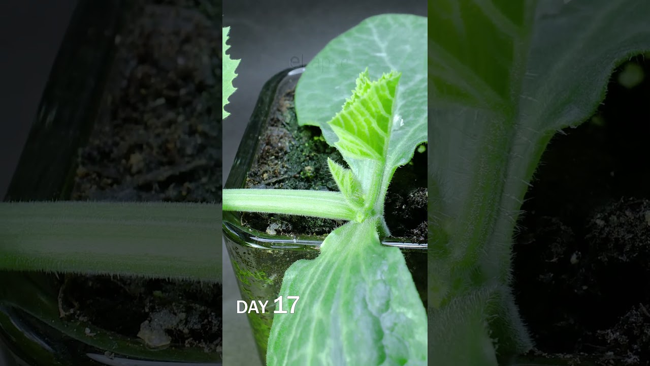 Zucchini sprouting under soil time lapse + bell pepper sprouting time lapse