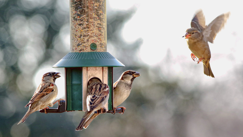 The hidden downside to putting a bird feeder in your yard