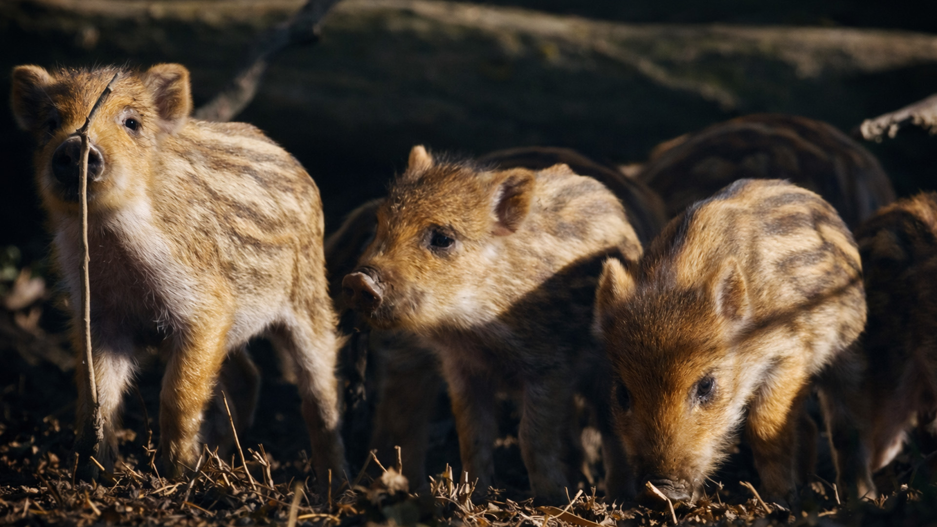 These tiny explorers were caught on camera at the perfect moment