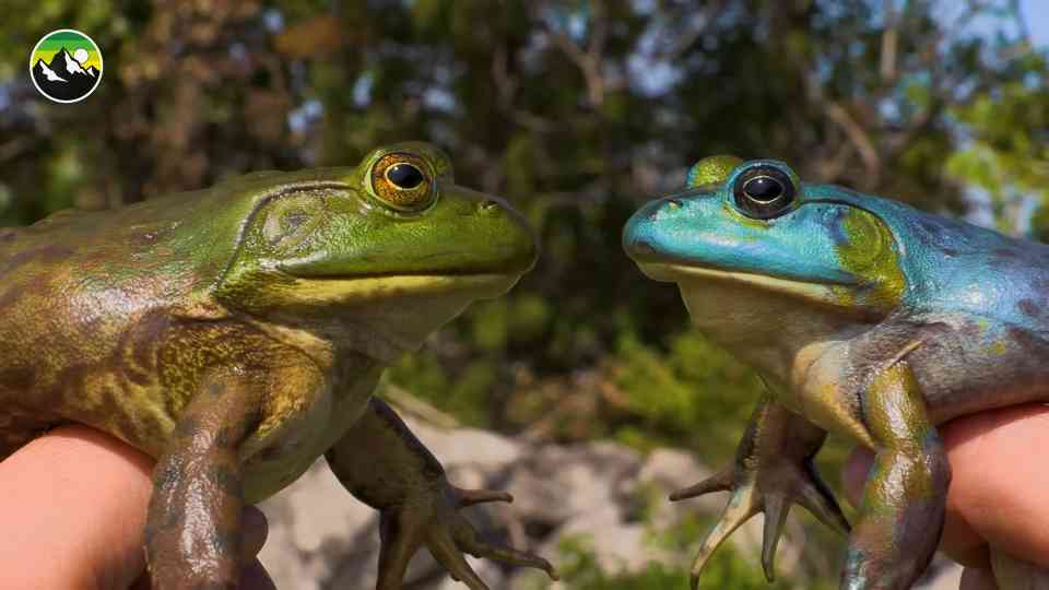 Blue mutant frog! Did I find a new species?