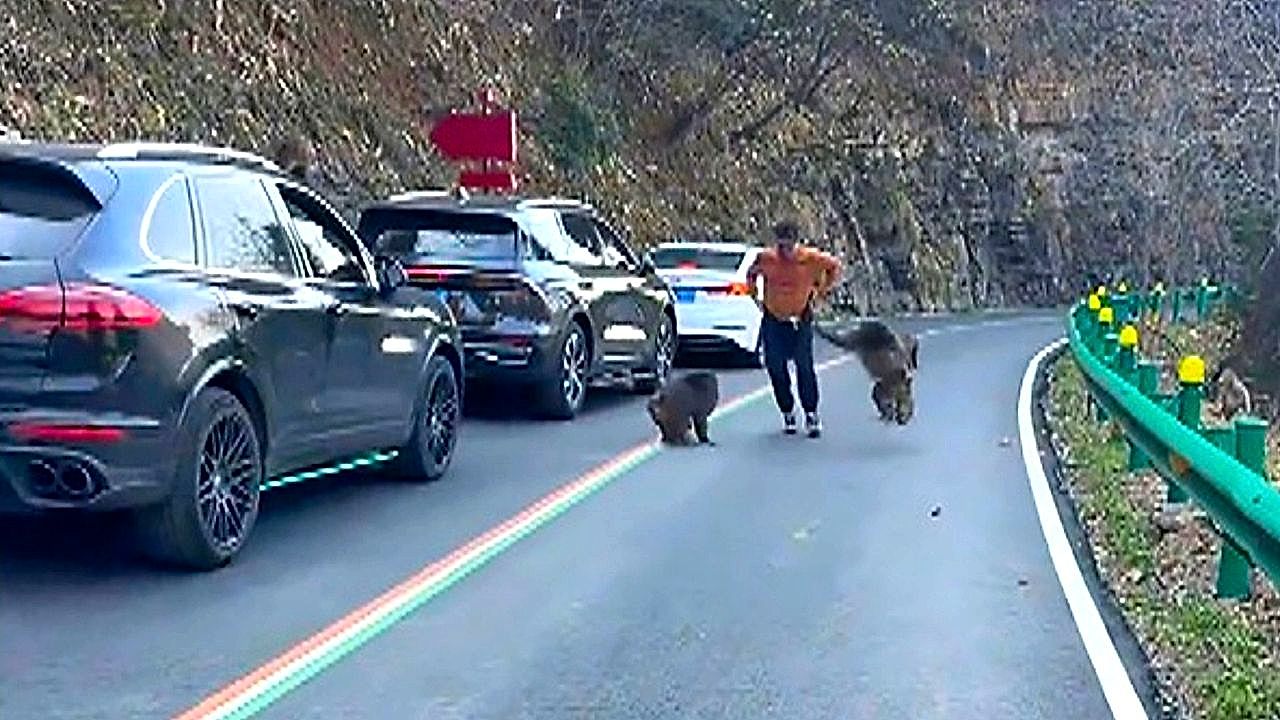 Macacos agressivos atacam turistas e tentam puxar as calças de um homem