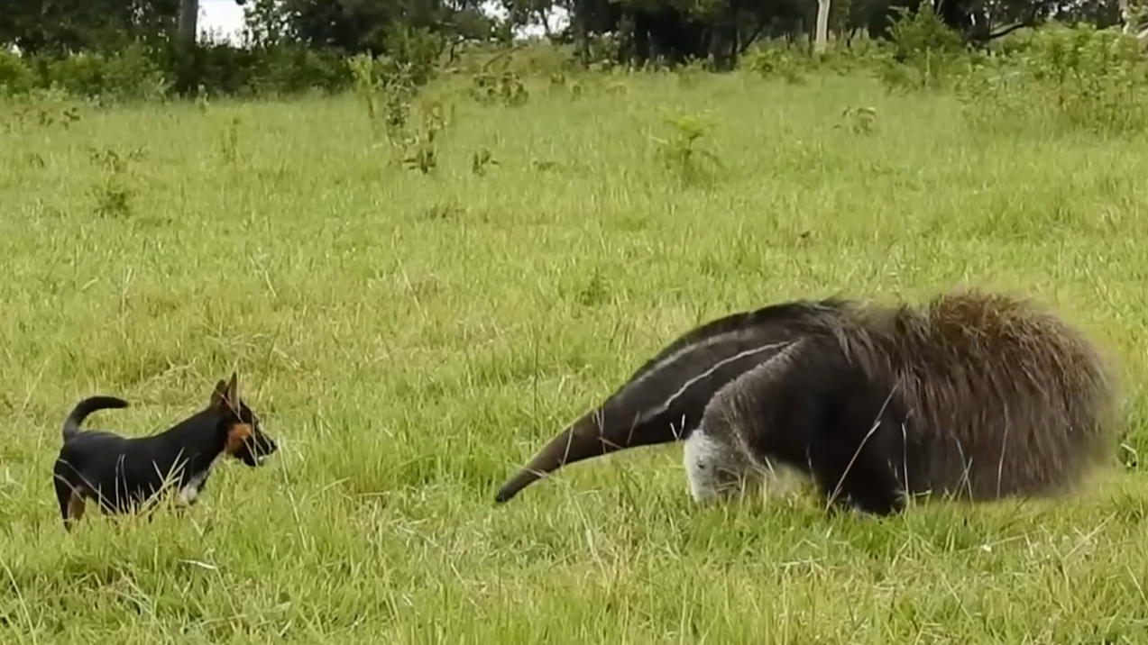 Watch what happens when a dog gets too close to an anteater