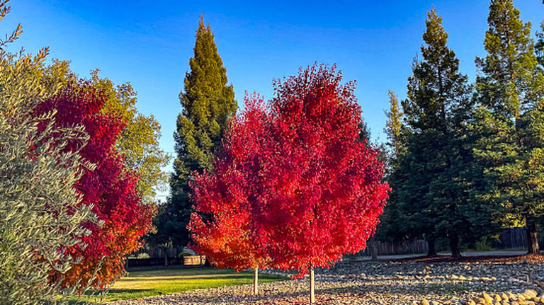 11 trees that can do major damage to your plumbing