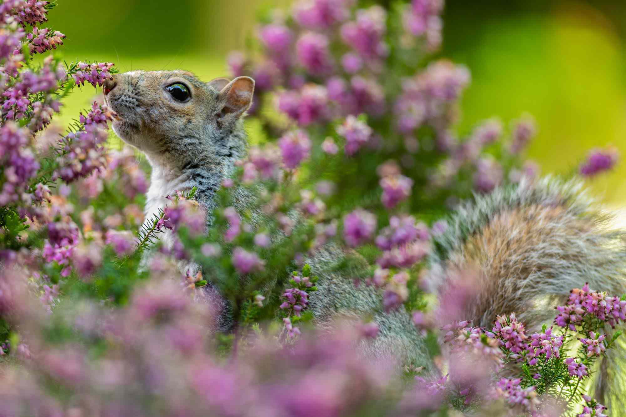 How to keep squirrels out of your garden