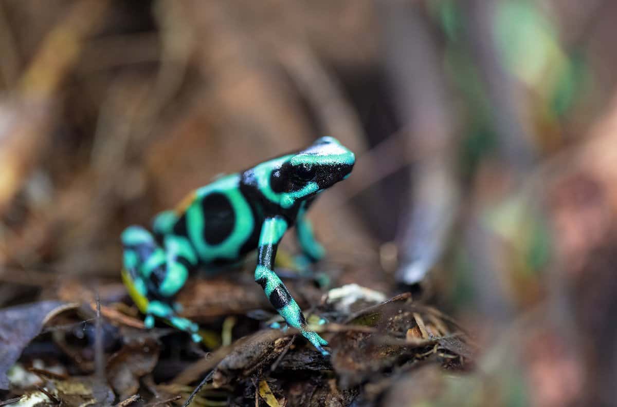 Nicaragua’s boom in exotic animal exports sparks global worry