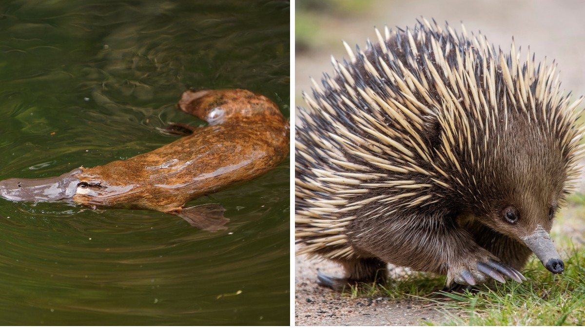 List of egg laying mammals in the world