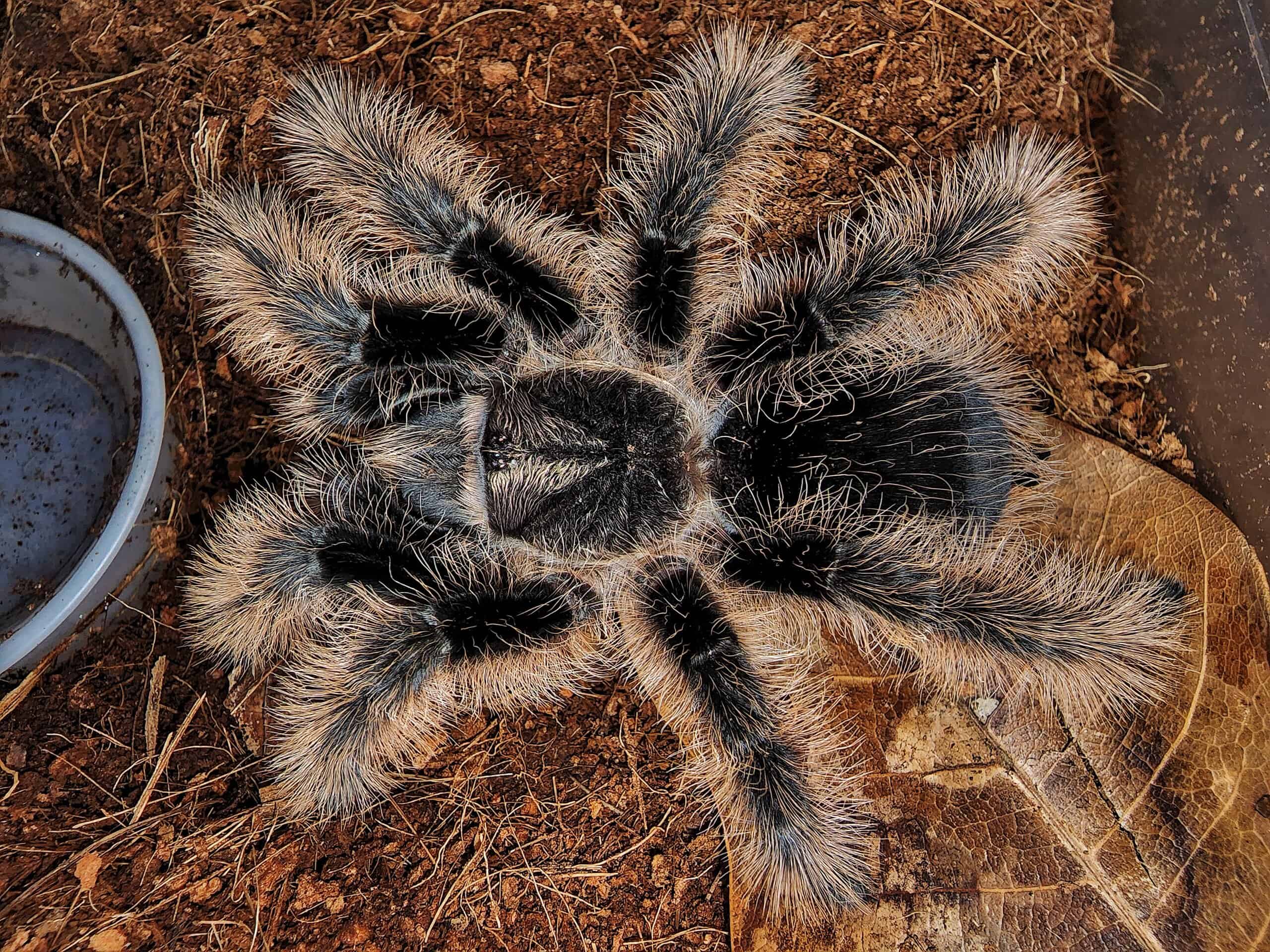 Nicaragua’s boom in exotic animal exports sparks global worry