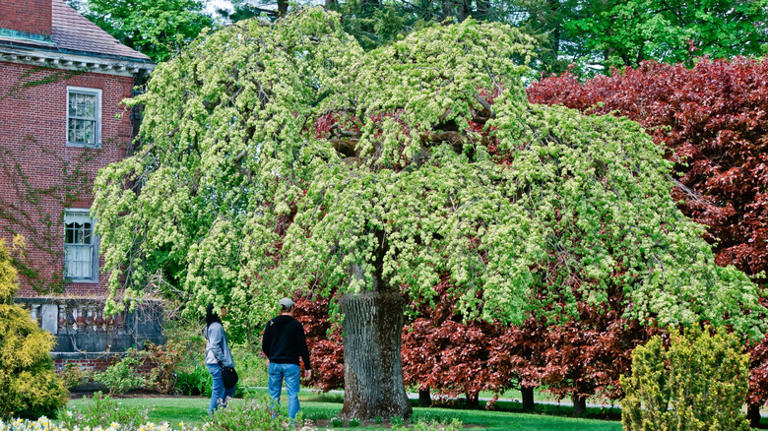 11 trees that can do major damage to your plumbing