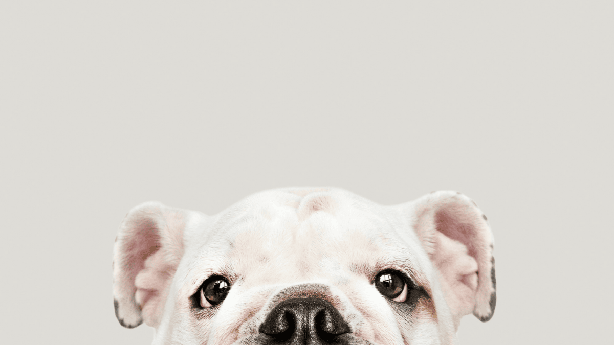 When your dog thinks you're his mom, he'll do these 10 funny things