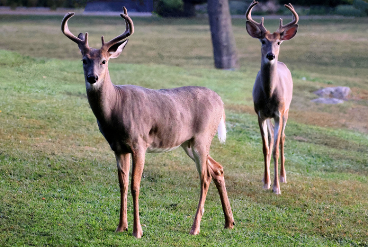15 states where white-tailed deer roam in abundance