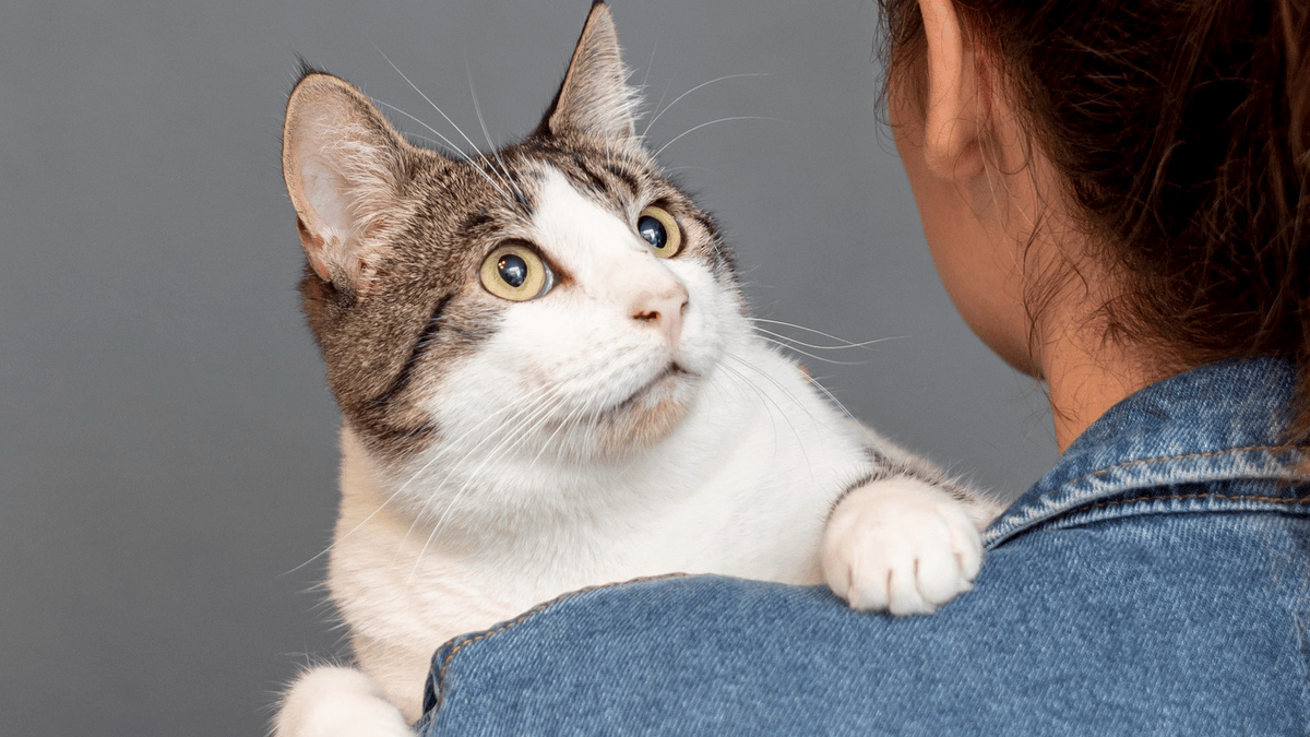 Your cat doesn't like to tell you he loves you, but he secretly proves ...