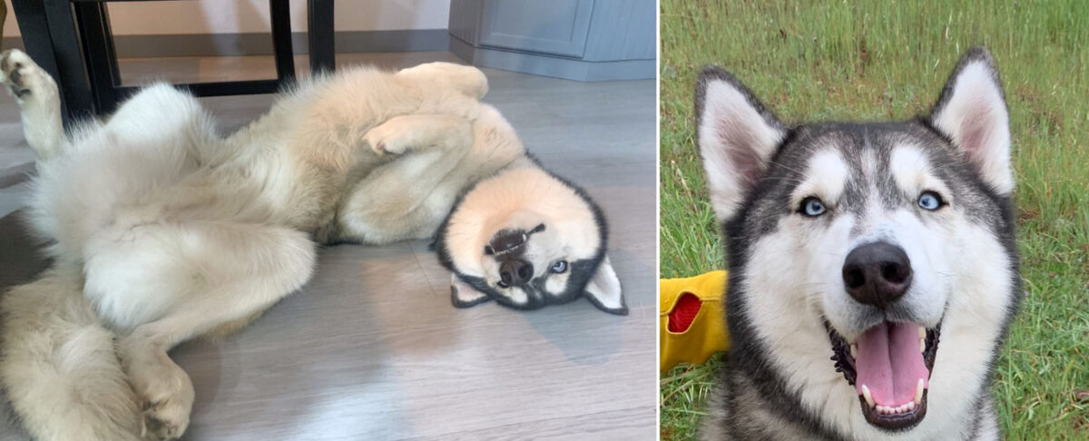 Zeus is well-behaved and confident