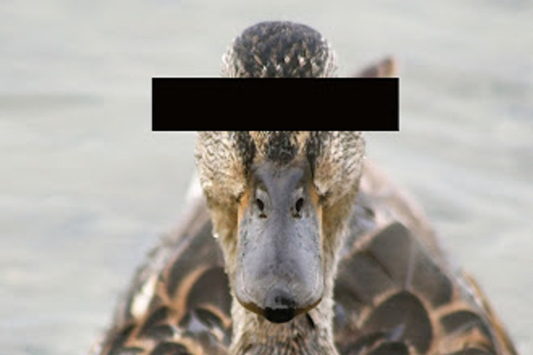 Ducks are turning cannibal and eating each other due to climate change ...