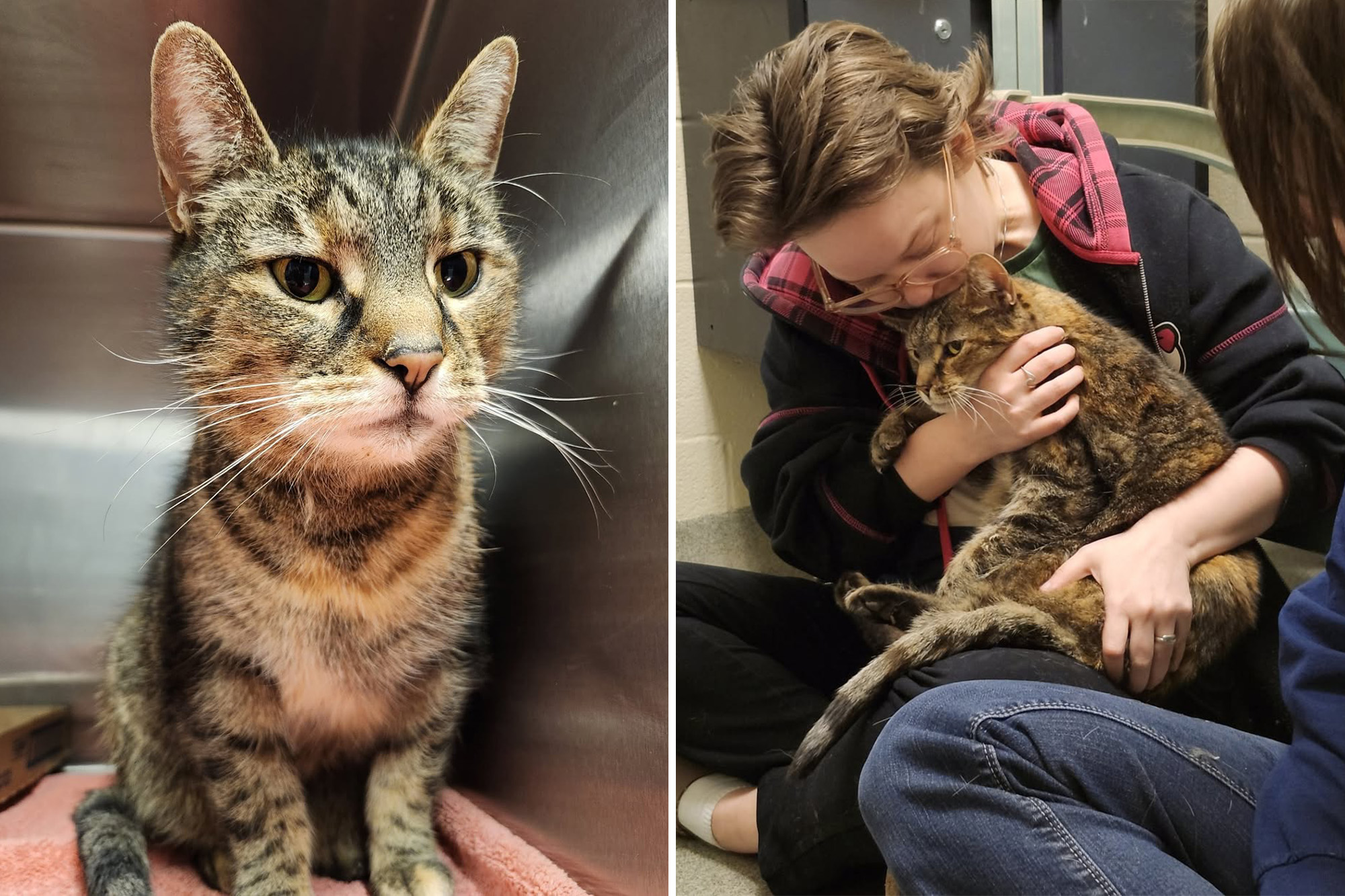 Missing cat reunited with owners after 5 years: 'I was in disbelief'