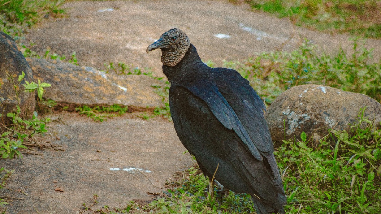 California condors nest in the Pacific Northwest for 1st time in a century