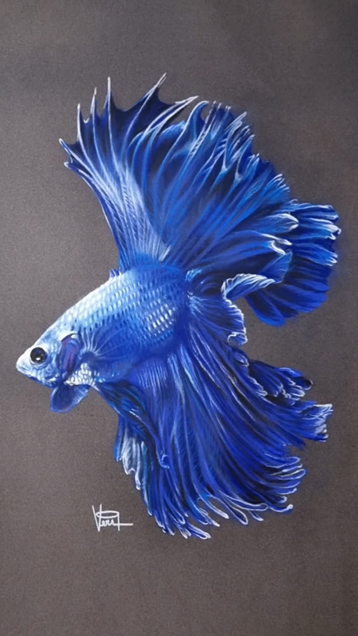 Learn to draw a vibrant blue betta fish with depth, shading, and fine ...
