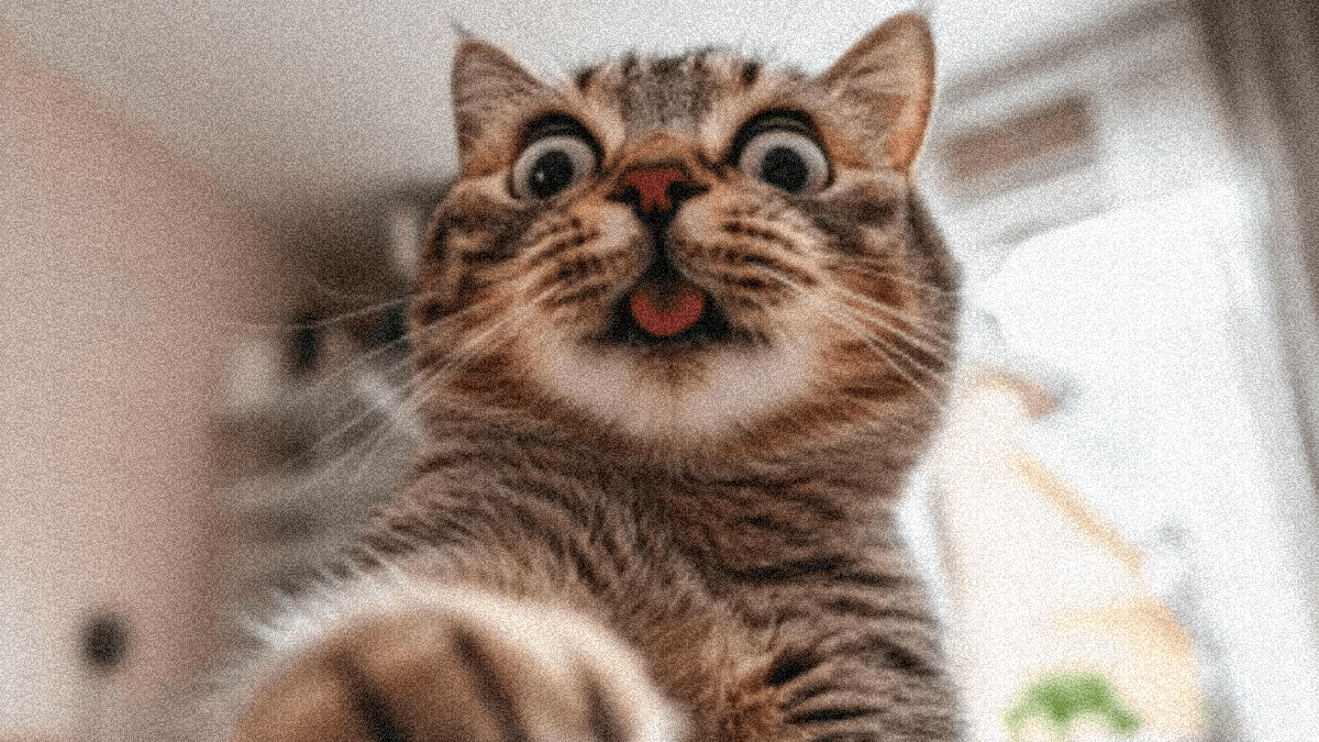 5 deadly diseases in cats that you can prevent if you do this