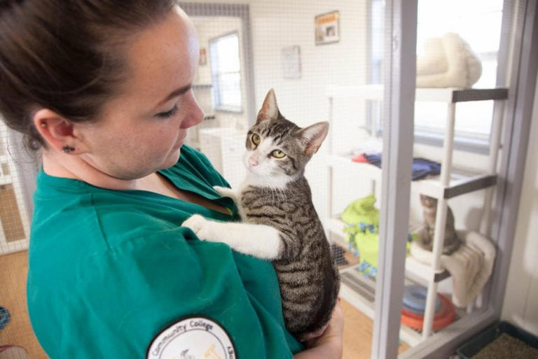 Otitis en gatos: causas, síntomas, diagnóstico, tratamiento y prevención