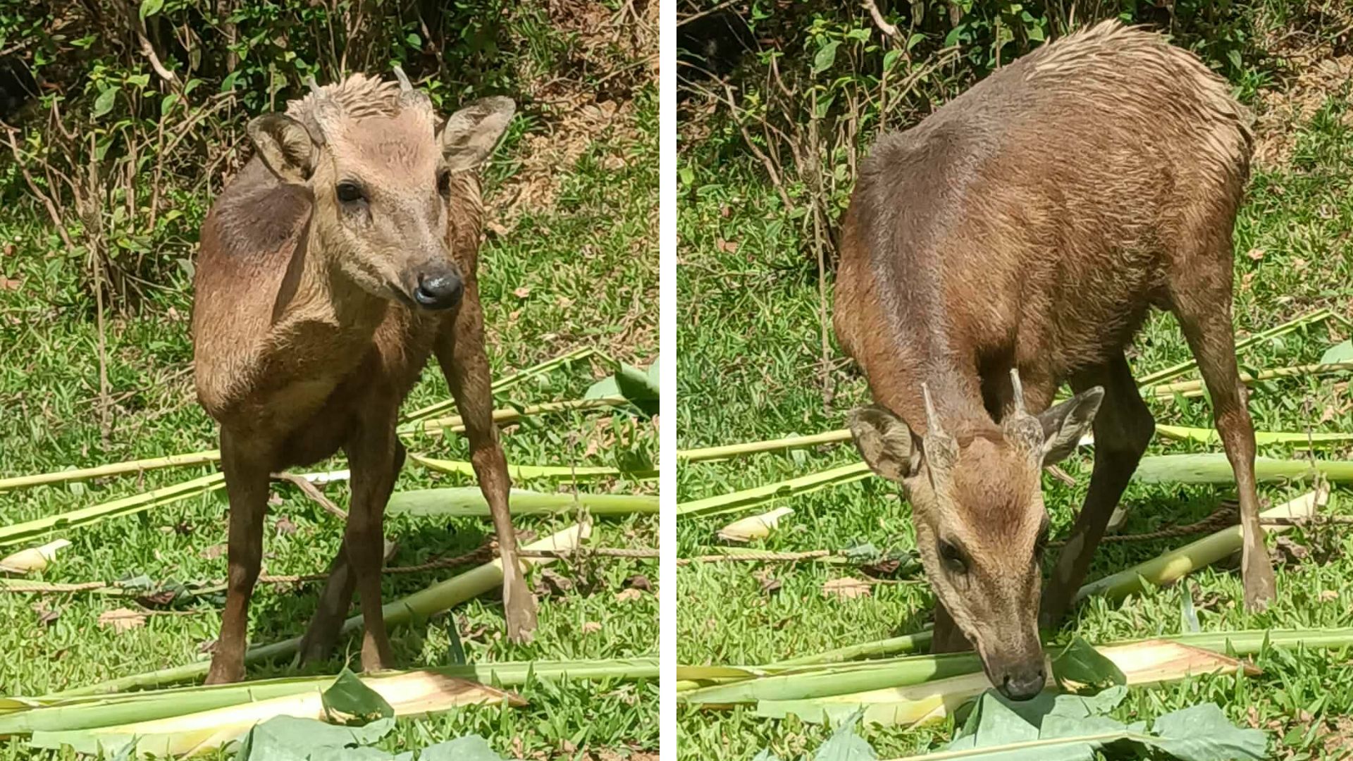 Spotted a Philippine deer? Don't make it a pet, says DENR