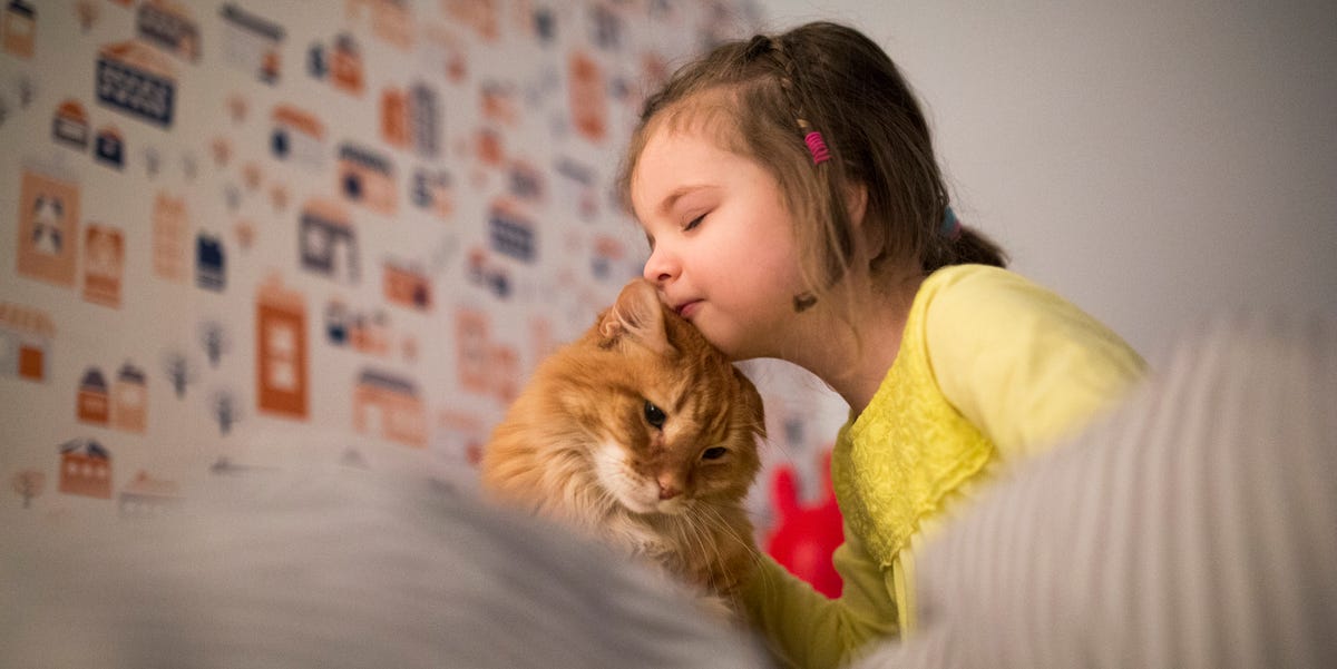 12 of the cutest kid-friendly cat breeds you'll want to adopt today