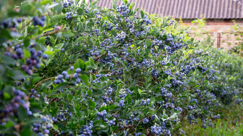 Why timing is everything when it comes to pruning blueberry bushes