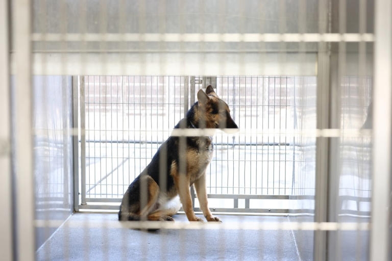 Dogs and cats seized in record-breaking animal rescue could be caged ...
