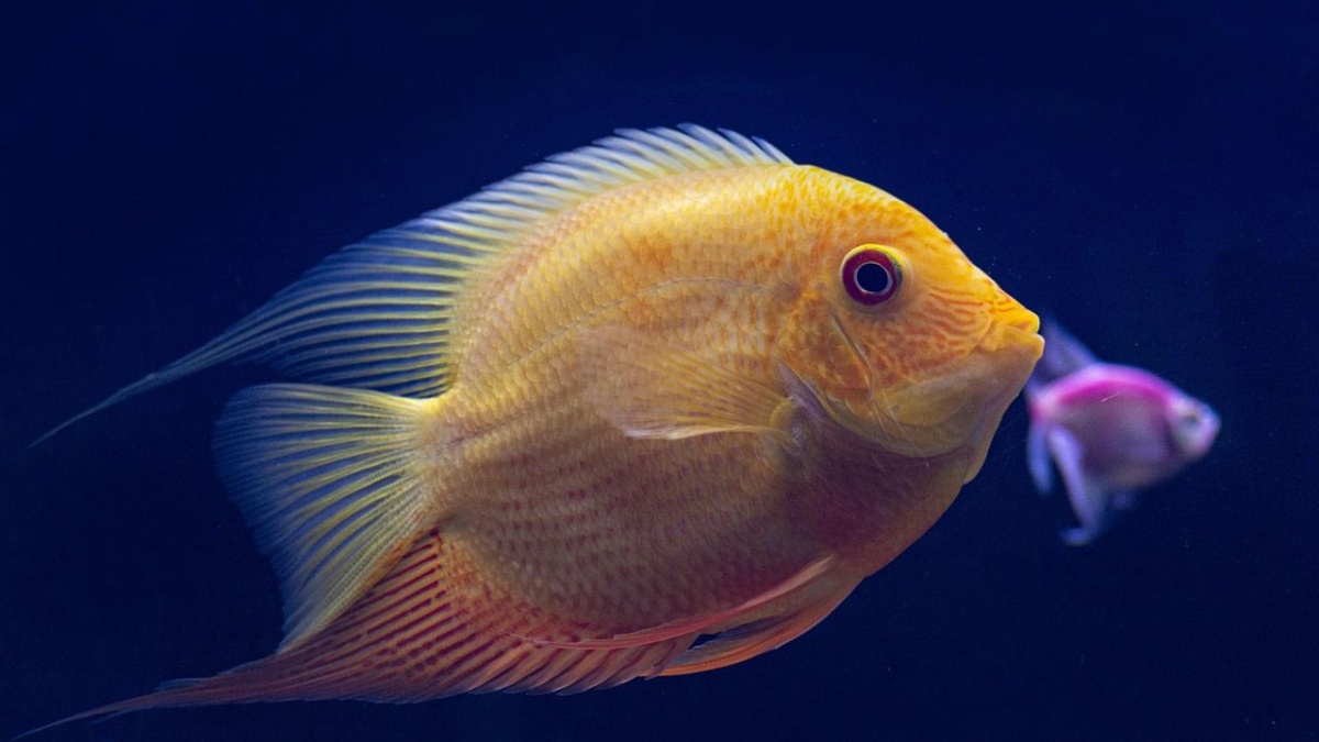 Ideas to set up your home aquarium so your fish feel happier and more ...