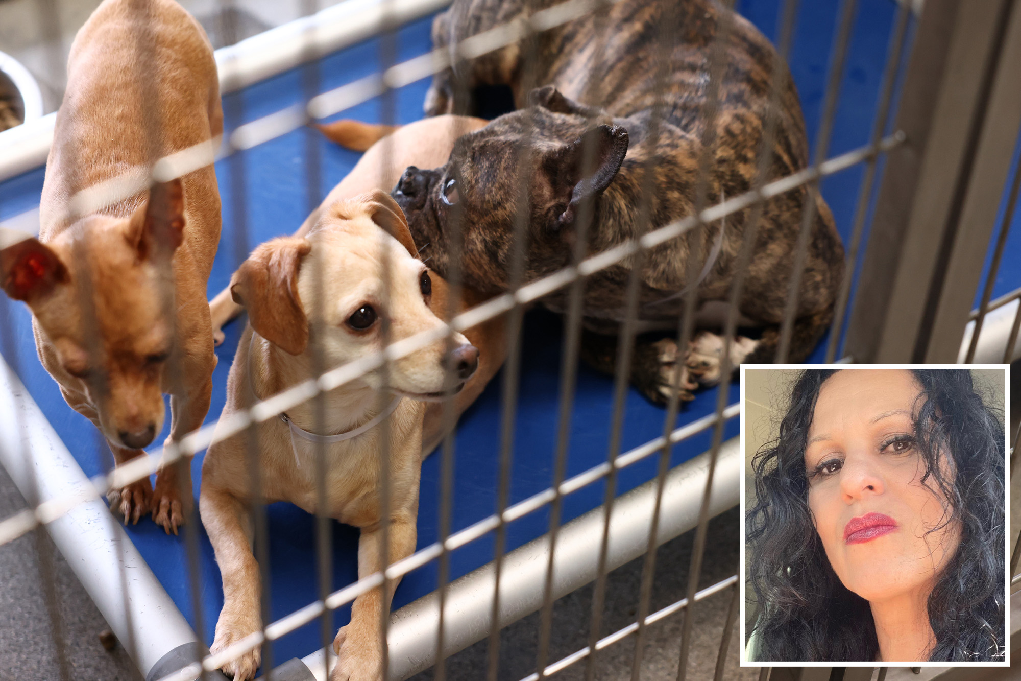 Dogs and cats seized in record-breaking animal rescue could be caged ...