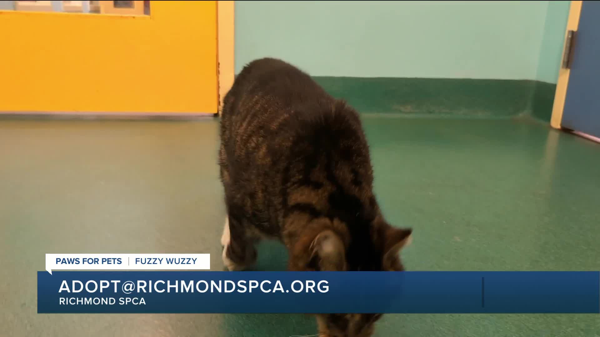 Paws for pets: Fuzzy Wuzzy, a perfect companion who loves to cuddle