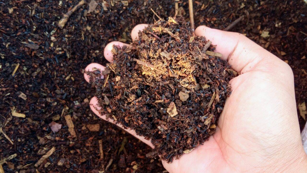 5 essential soil nutrients to help your balcony plants live longer