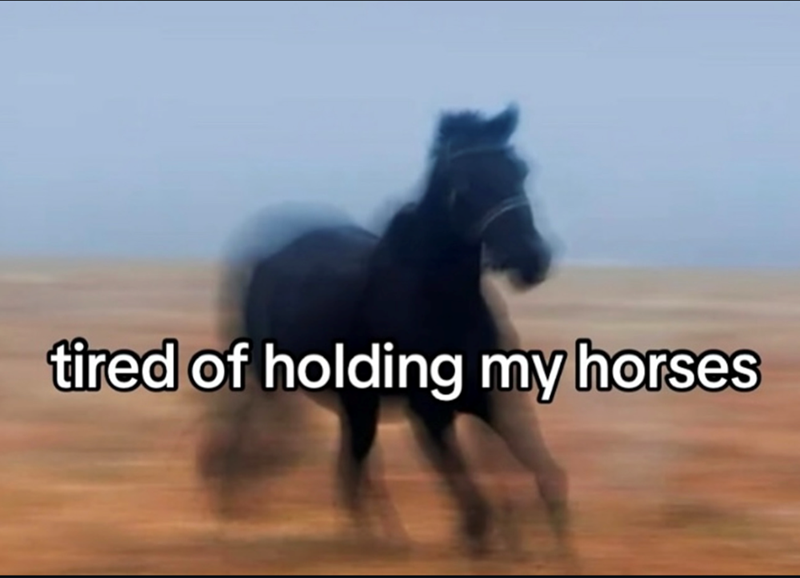 26 animal memes for people who need an extra energy boost