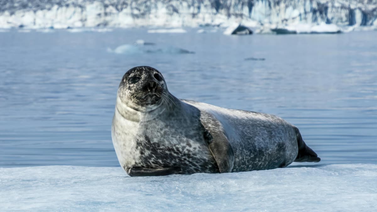 International Day of the Seal 2026: 8 mind-blowing facts about these ...