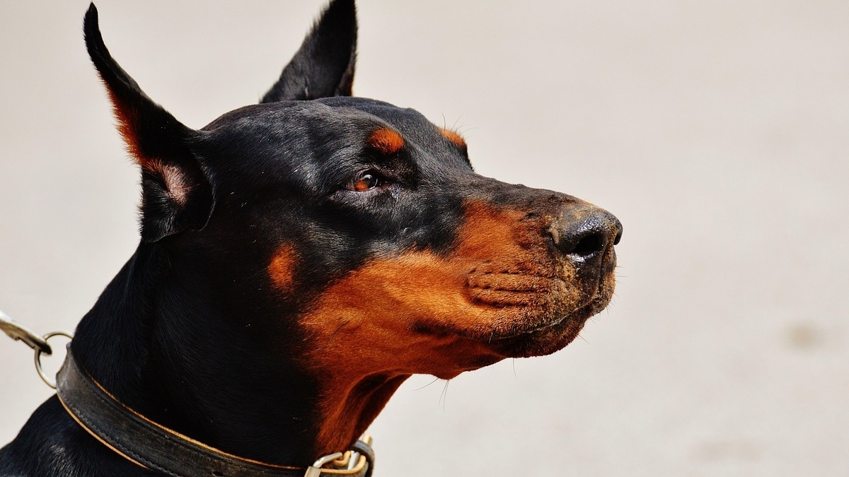 5 reasons why your dog might become aggressive towards you (even if he ...