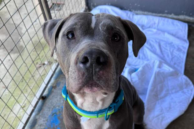 Can you give loveable Rupert his forever home?