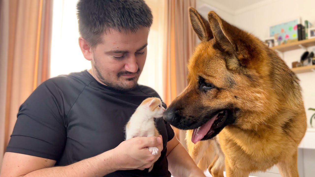 Duitse herder ziet papa knuffelen met een klein kitten