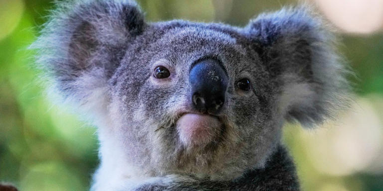 Koala parenting sounds lovely and cuddly, but it could be a recipe for ...
