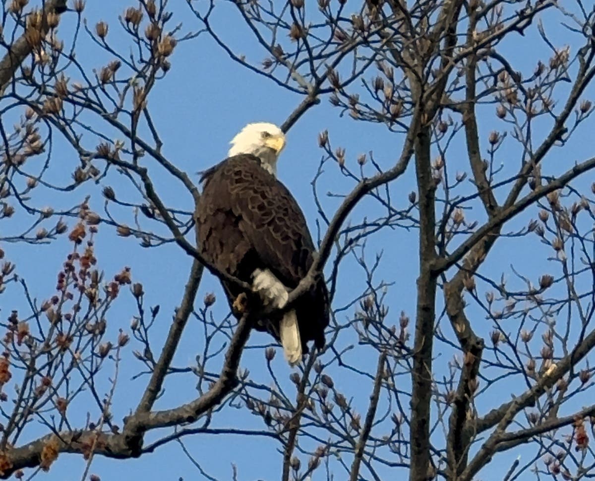 Bald eagle sighting reported in Newtown Borough backyard