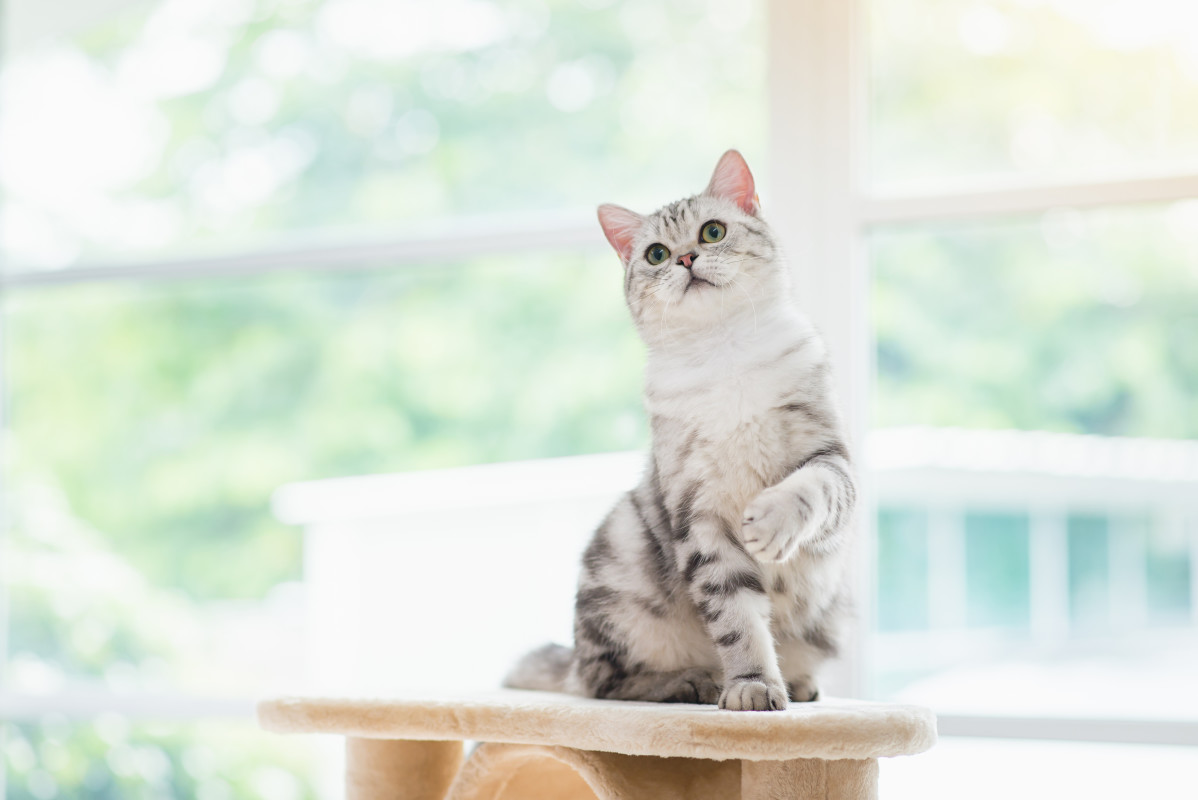 Kohl's colorful cat tree also works as stylish home decor