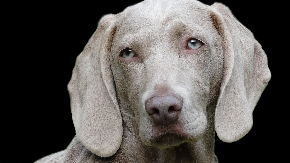 15 dog names that veterinarians can't get enough of hearing