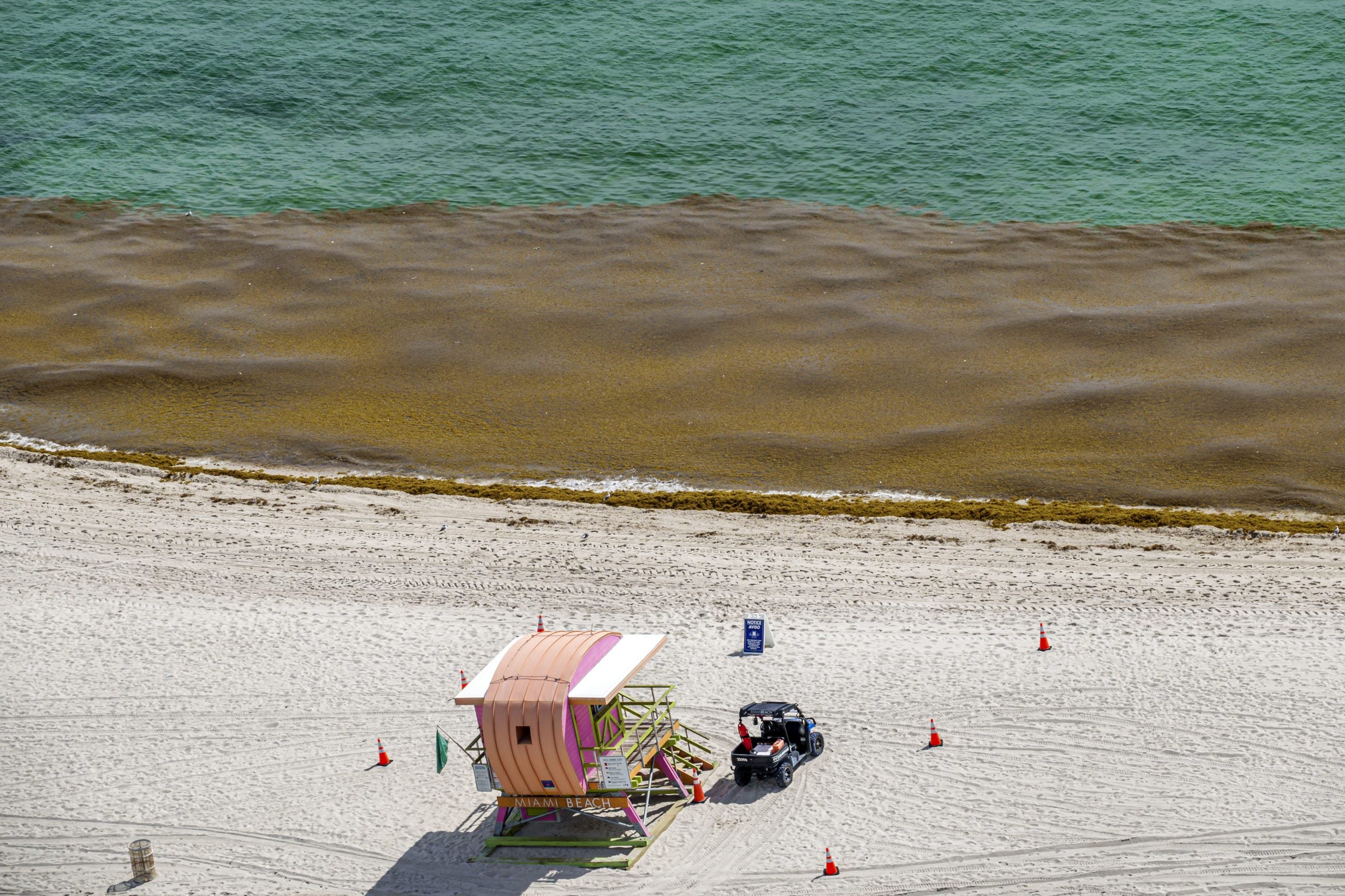 Cleanup efforts underway as large amount of sargassum spotted on Miami ...