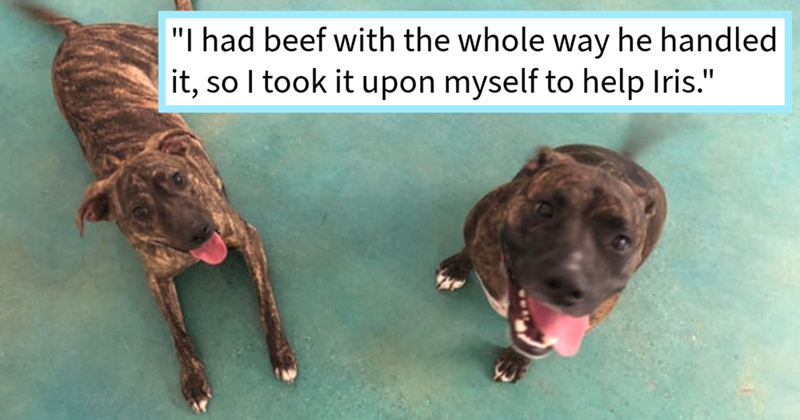 Pawrent skips town leaving behind dog at pet hotel for caring worker to ...
