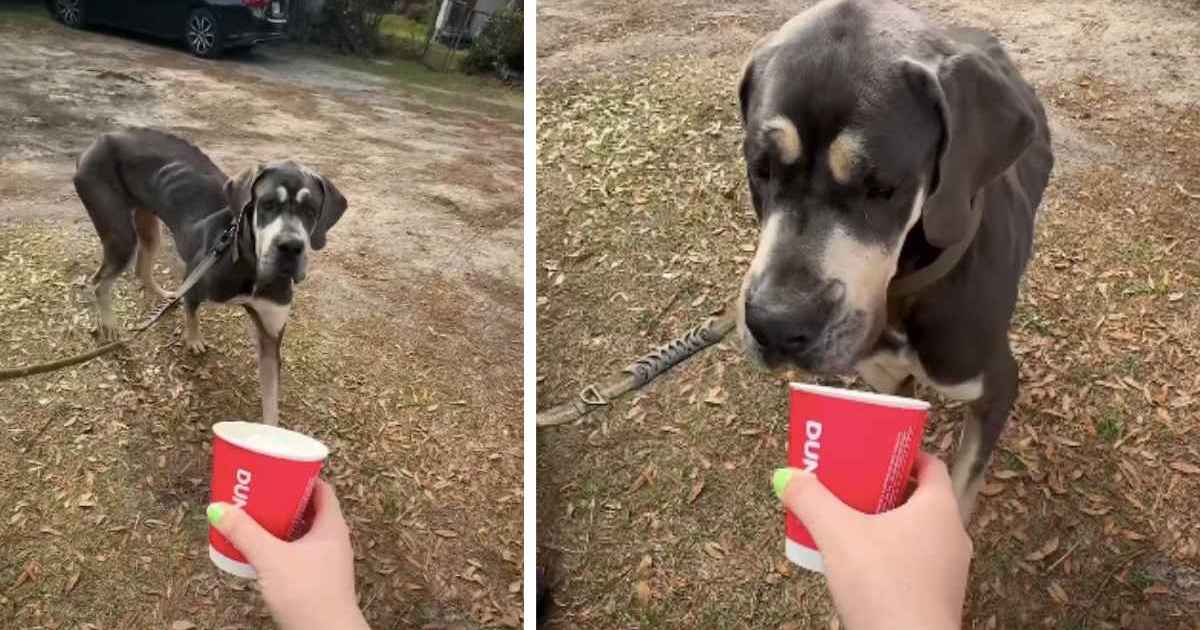 Foster dog gets his first pup cup