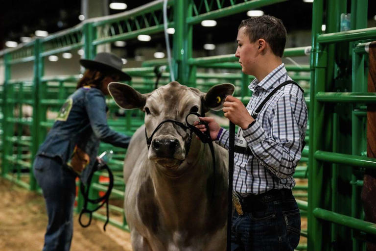 Houston Livestock Show and Rodeo's grand champion steer, Zinger, sells ...