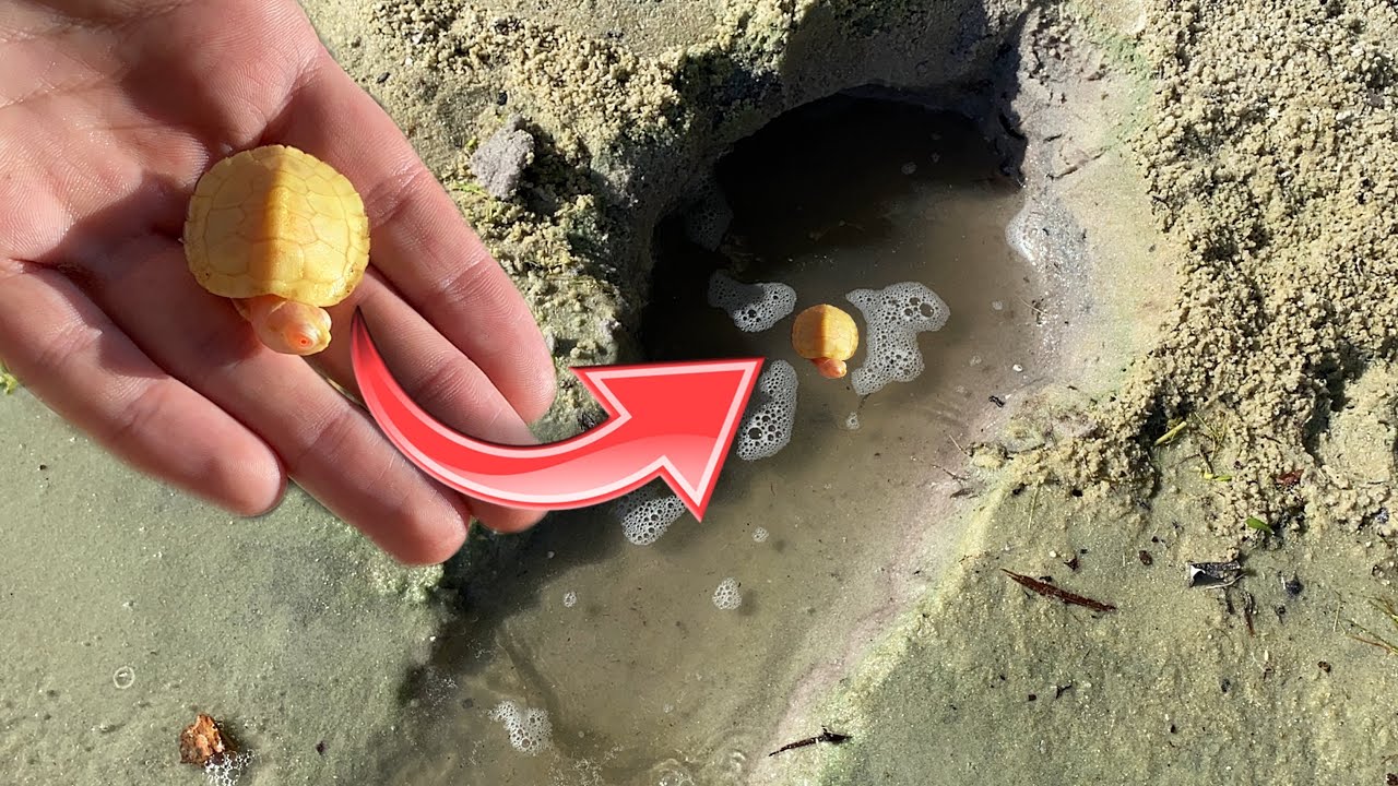 An albino turtle's fascinating beach story