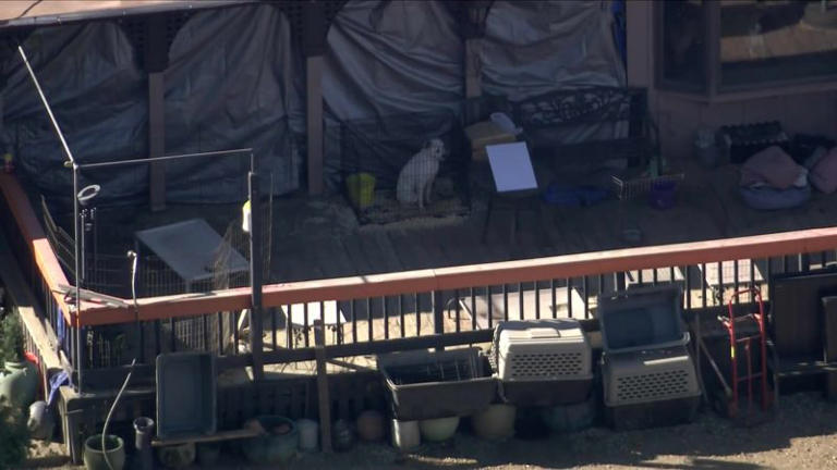 Hundreds of dogs, cats rescued in LA County, possibly largest US case