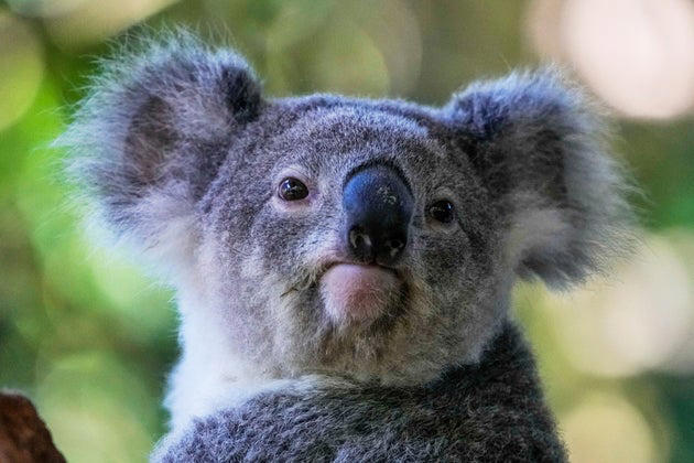 Koala parenting sounds lovely and cuddly, but it could be a recipe for ...