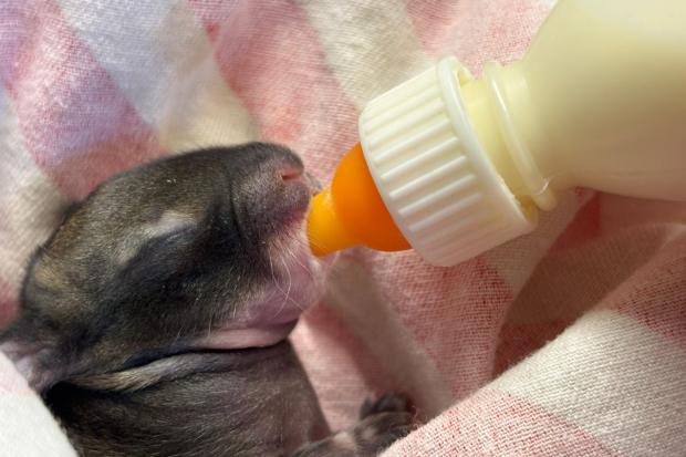 Rabbit kit suffers from severe skull fracture after digger destroys nest